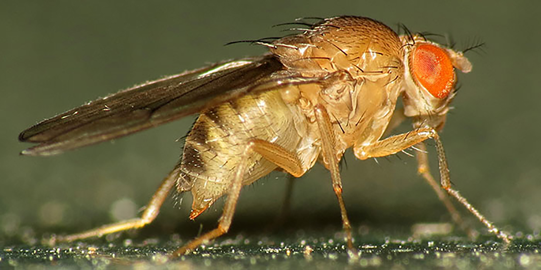 Close Relations: Bio Lab Research at RIC | Rhode Island College